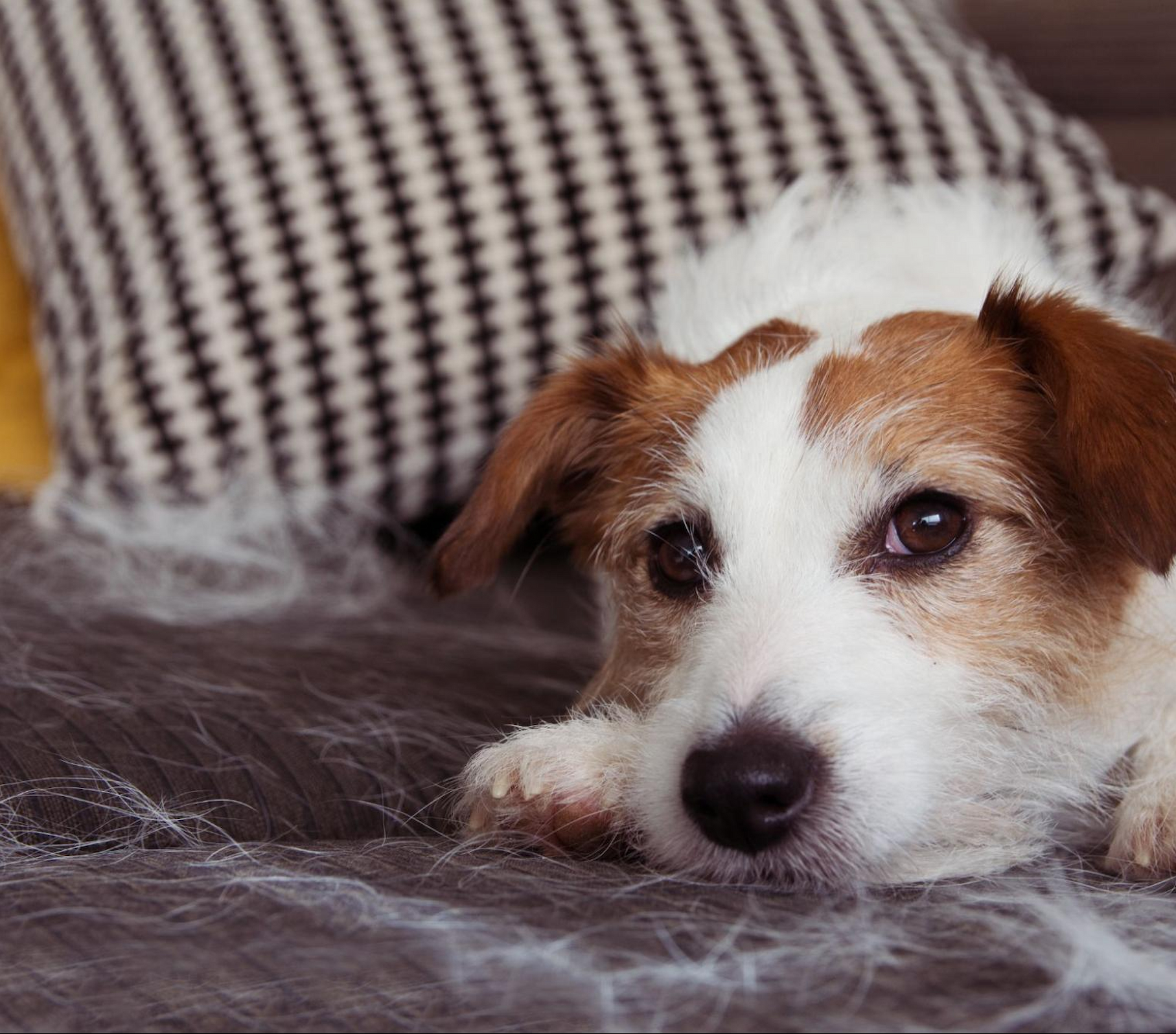 Ways to Deal with Shedding